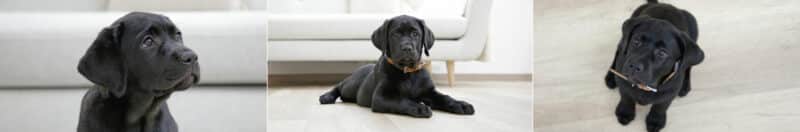 Kerbl Pet | Premium pet supplies for dogs, cats, rodents & birds