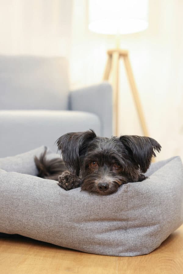 Kerbl Pet | Premium pet supplies for dogs, cats, rodents & birds