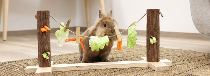 Kerbl Pet | Premium pet supplies for dogs, cats, rodents & birds