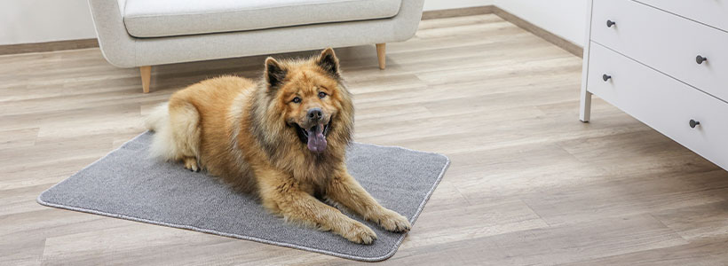 Kerbl Pet | Premium pet supplies for dogs, cats, rodents & birds