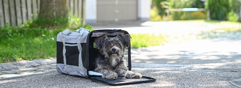 Kerbl Pet | Premium pet supplies for dogs, cats, rodents & birds