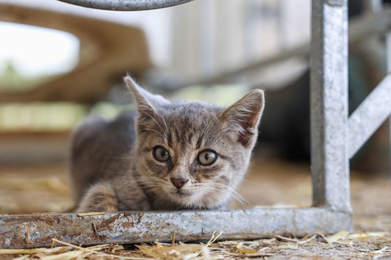 Kerbl Pet | Premium pet supplies for dogs, cats, rodents & birds